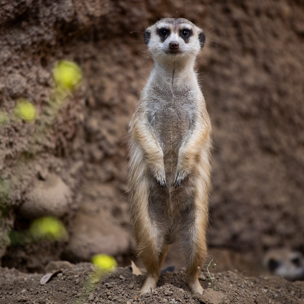 Slender-tailed meerkat - Palo Alto Junior Museum & Zoo