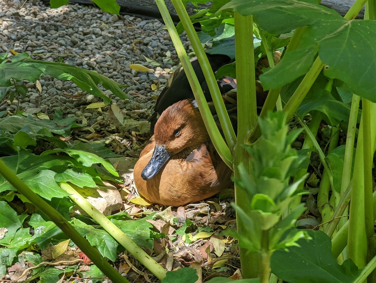 Fulvous Whistling Duck - Palo Alto Junior Museum & Zoo