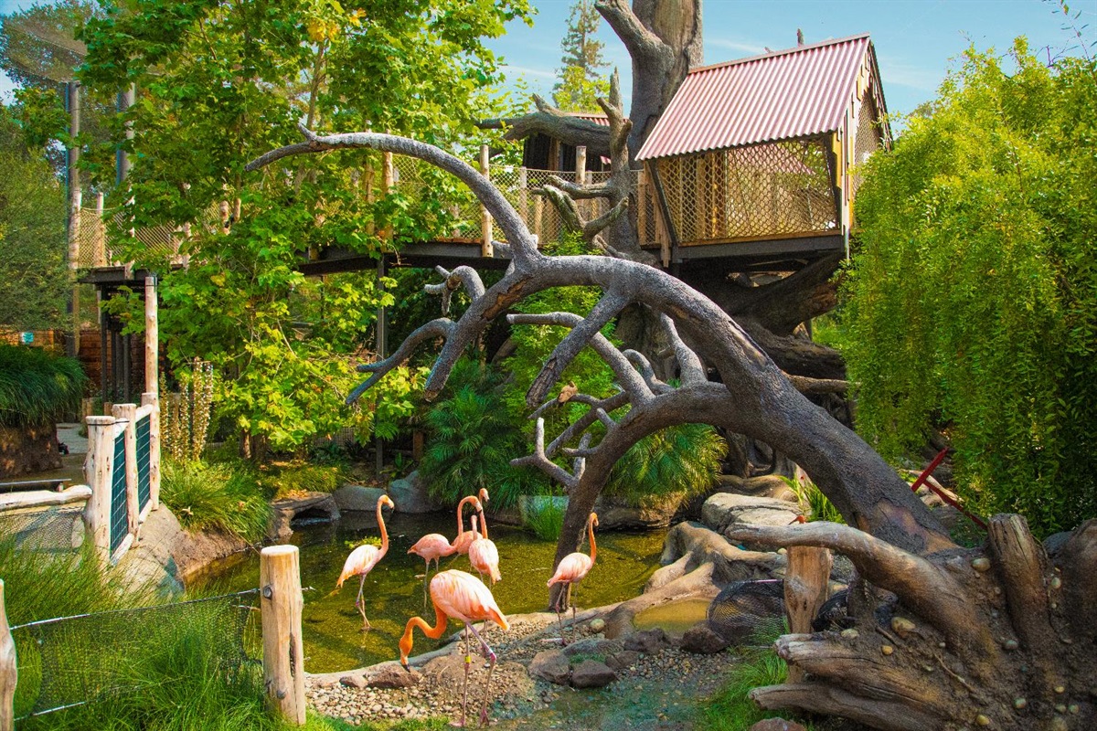 Zoo Animals - Palo Alto Junior Museum & Zoo